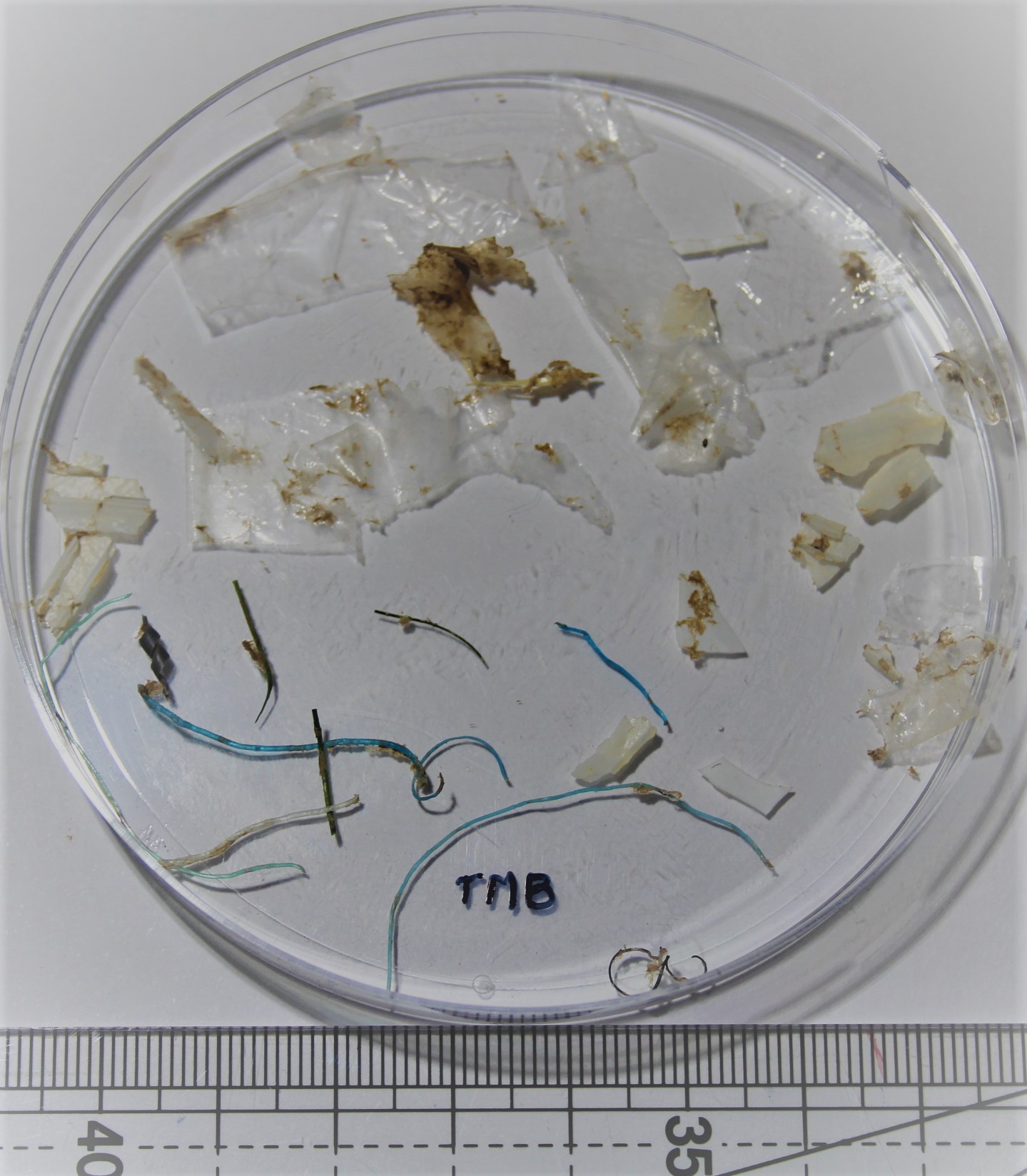 A Pioneering UPV Research Study Reveals High Levels of Microplastics in ...
